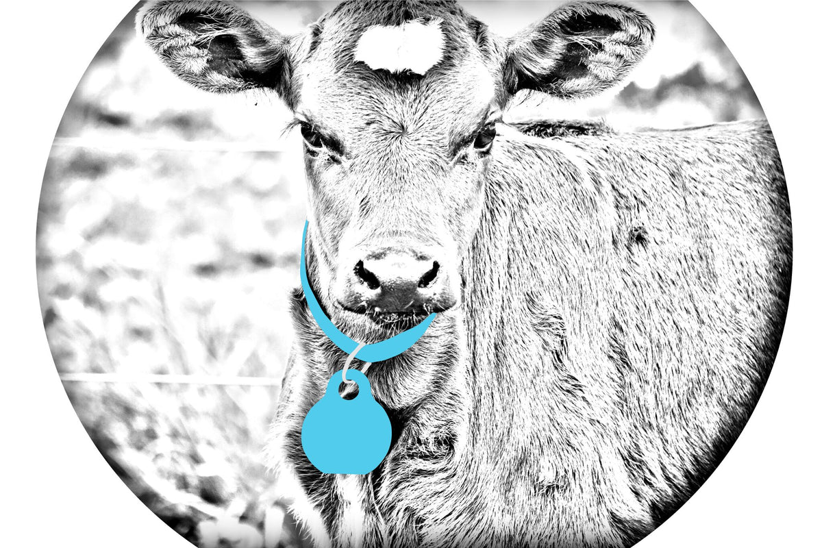 Calving Collars – Surrey Fields