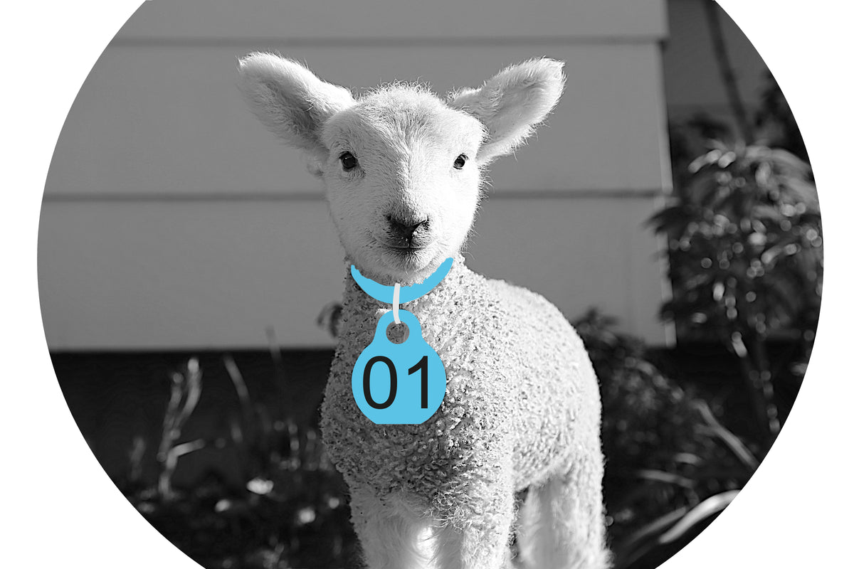 Lamb Collars – Surrey Fields